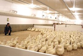 Pourquoi le canard est une viande responsable ? - Canards du Lac Brome